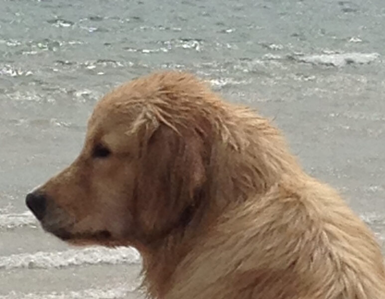 Vida de Cão - Maria Clara Mattos